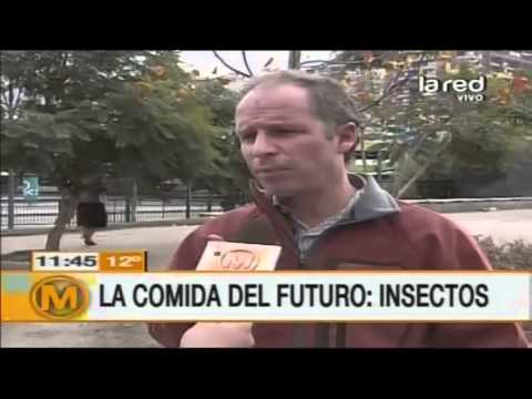 Insectos, la comida del futuro - La Red