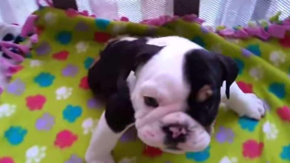 “Bonsai” el bulldog que vive sólo con la mitad de su cuerpo - La Red