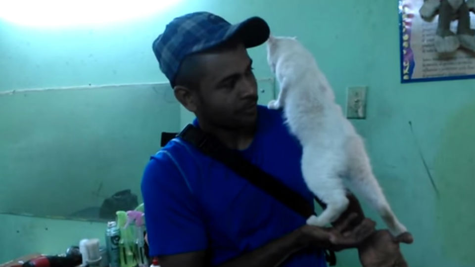 ¿Te imaginas qué sale de la cruza de una gata y un conejo? - La Red