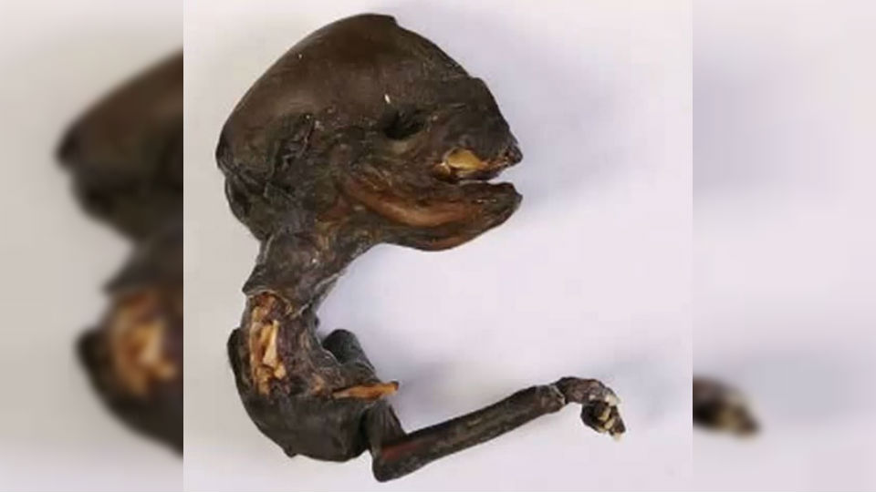 Impacto por extraño "feto extraterrestre" encontrado en Rusia - La Red