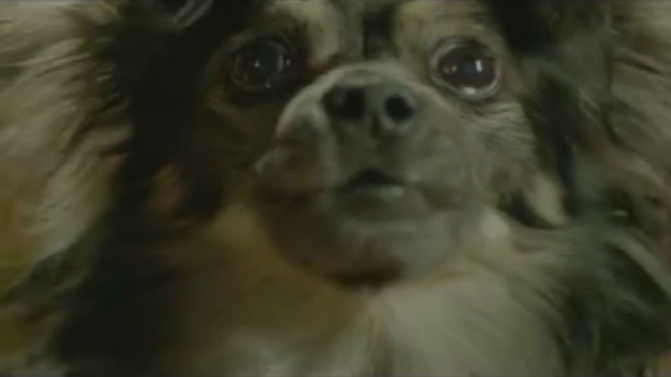 El emotivo último adiós de Lipigas al querido perrito Spike - La Red