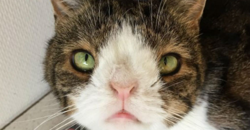 Conoce a Monty: el gatito con retraso mental que está enamorando a ...
