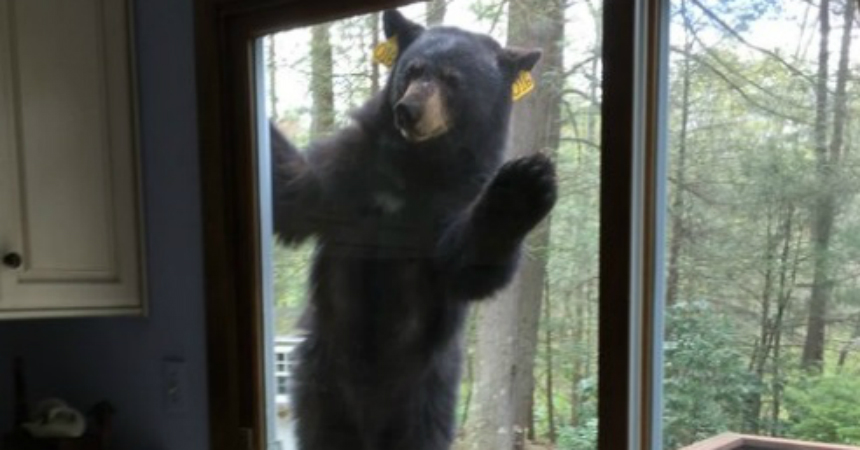 La aterradora historia tras la foto de este "tierno" oso que se ...