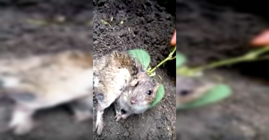 La rata "milagrosa" que le creció una planta en la espalda