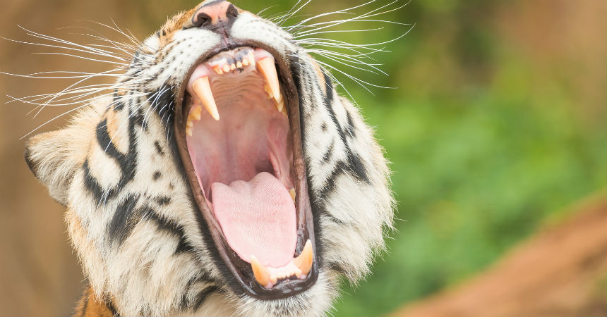 ¿Cuál es el animal con más dientes? - La Red