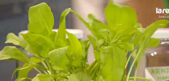 Hierbas digestivas con grandes beneficios y fáciles de plantar en casa ...