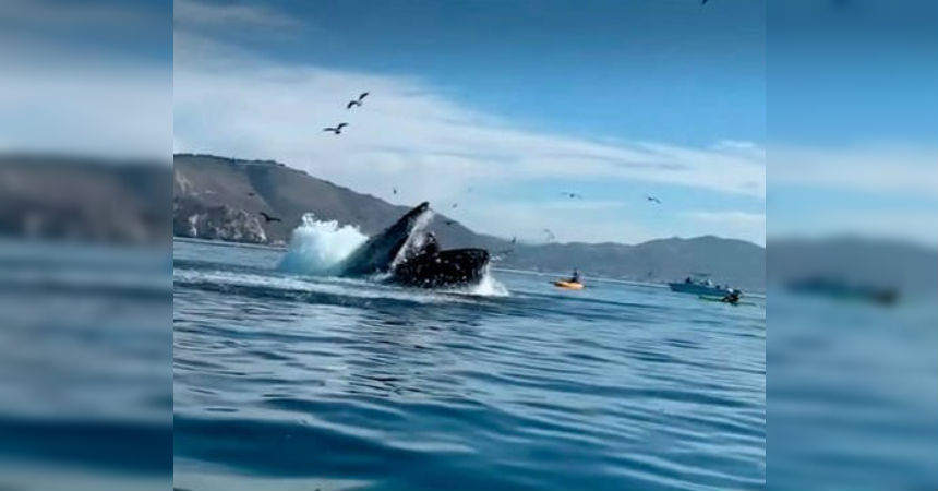 ballena860-2 - La Red