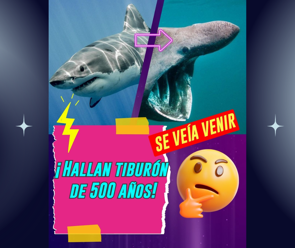 Hallan tiburón de 500 años: Así luce el vertebrado más longevo del ...